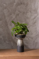 Bellatrix Compote By Accent Decor - Black - Ceramic - 50380 – Modish Store