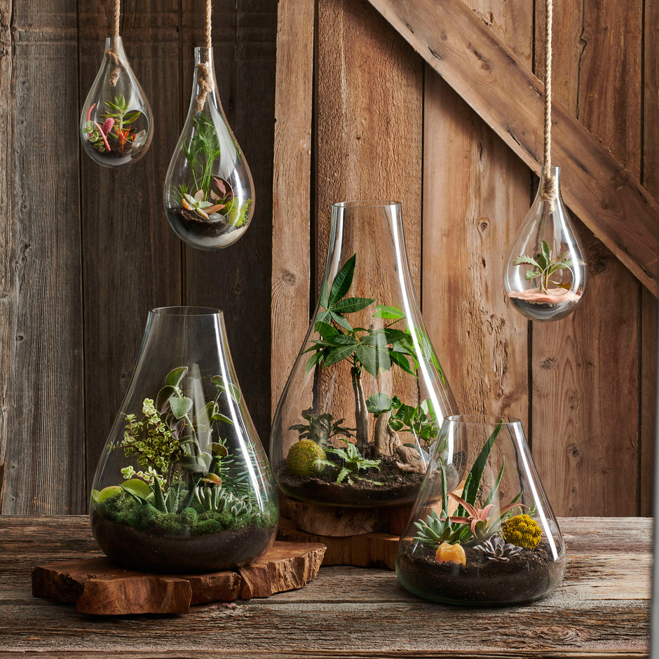 Glass Terrariums - Buy Glass Terrarium Containers – Modish Store