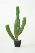 Artificial Multi Trunk Cactus In A Plastic Pot By Kalalou - Green ...
