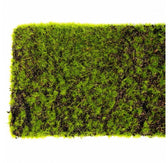 Green Wall, 'New Moss', Strip by Gold Leaf Design Group – Modish Store