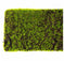 Green Wall, 'New Moss', Strip by Gold Leaf Design Group – Modish Store