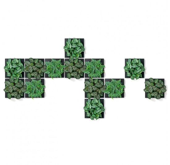 Mini Green Wall, Alocasia by Gold Leaf Design Group - Green, Black ...